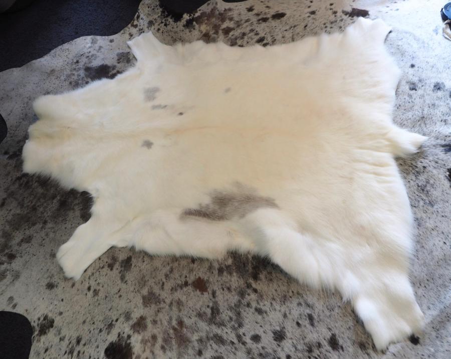 A Rare & Beautiful Pure White Reindeer slightly marked with grey