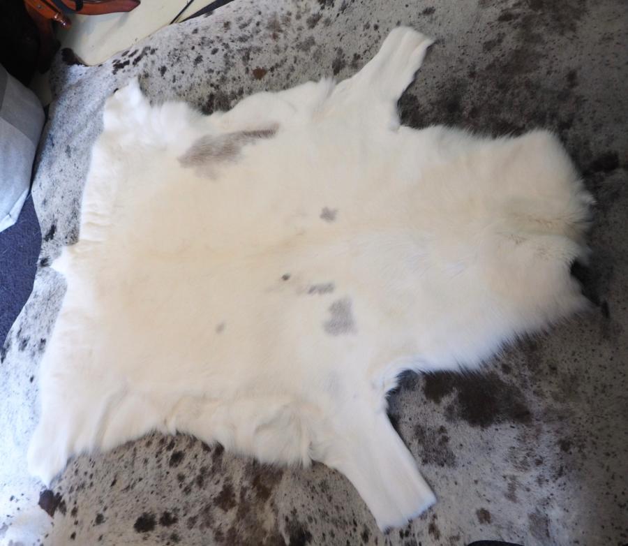 A Rare & Beautiful Pure White Reindeer slightly marked with grey