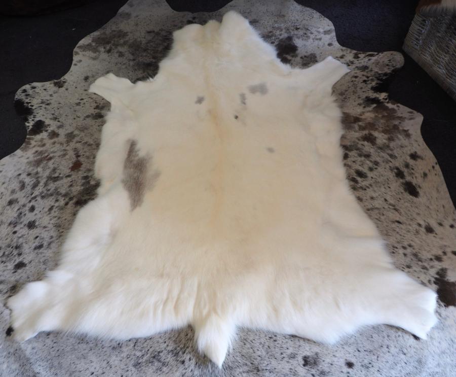A Rare & Beautiful Pure White Reindeer slightly marked with grey