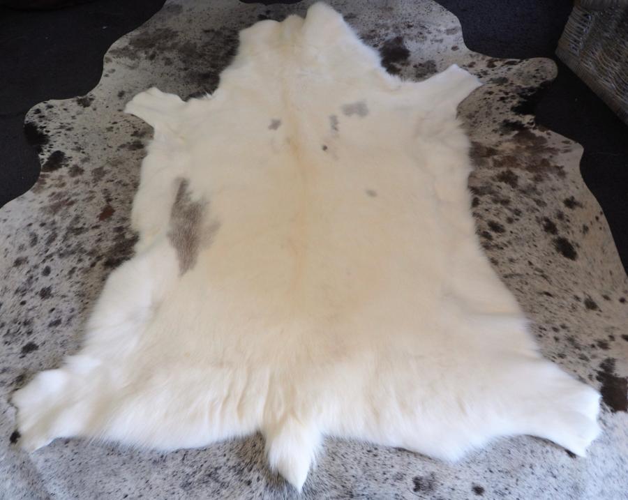 A Rare & Beautiful Pure White Reindeer slightly marked with grey