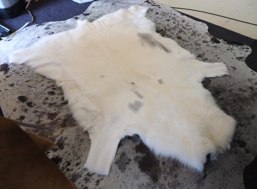A Rare & Beautiful Pure White Reindeer slightly marked with grey