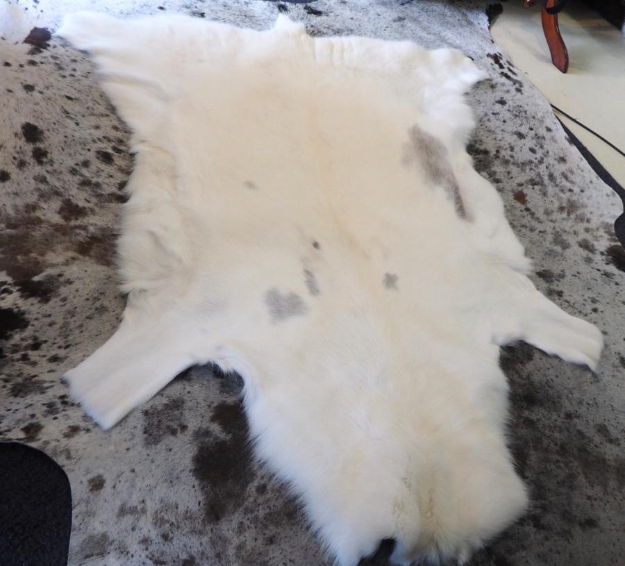 A Rare & Beautiful Pure White Reindeer slightly marked with grey