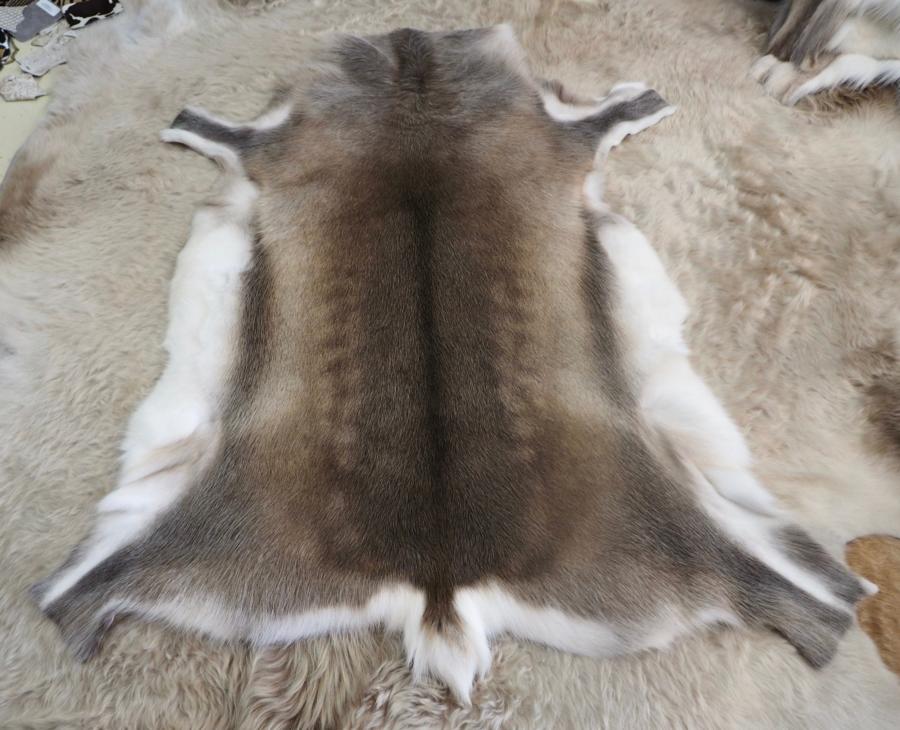 A Lovely Soft Even Coat - A Beautiful Traditionally Farmed Reindeer ...