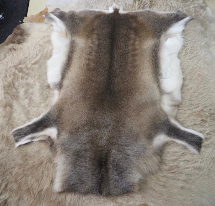 A Lovely Soft Even Coat - A Beautiful Traditionally Farmed Reindeer ...