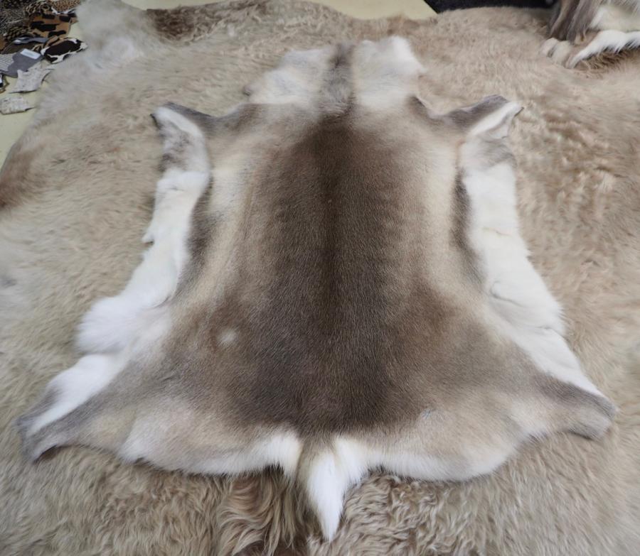 An Amazing Coat with Beautiful Gentle Markings - A Genuine Reindeer ...