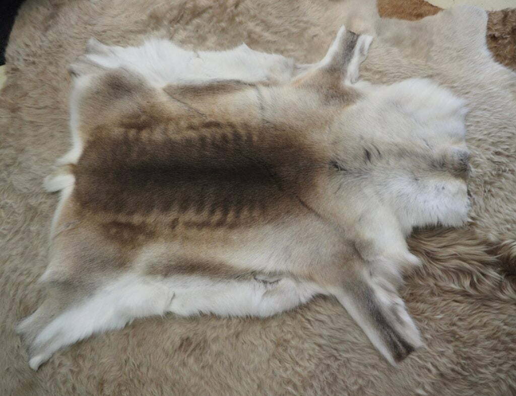 Beautiful Markings and Soft Tones - A Wonderful Reindeer Hide - From ...