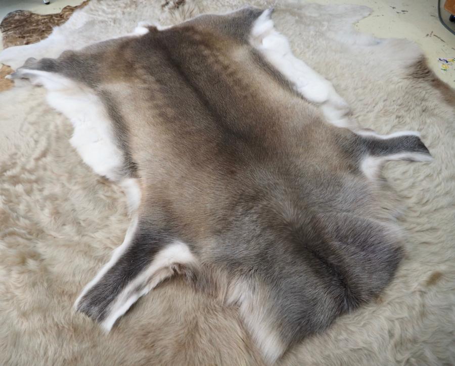 A Lovely Soft Even Coat - A Beautiful Traditionally Farmed Reindeer ...