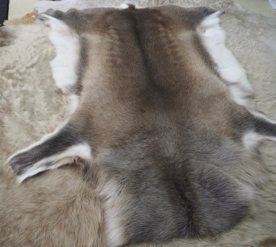 A Lovely Soft Even Coat - A Beautiful Traditionally Farmed Reindeer ...