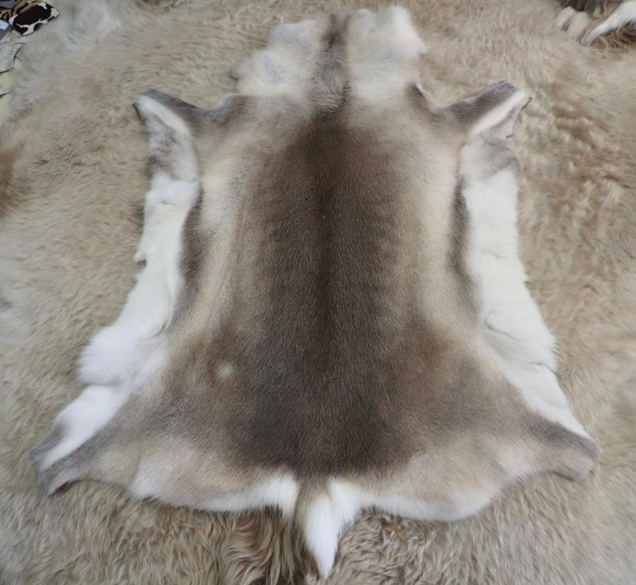 An Amazing Coat with Beautiful Gentle Markings - A Genuine Reindeer ...